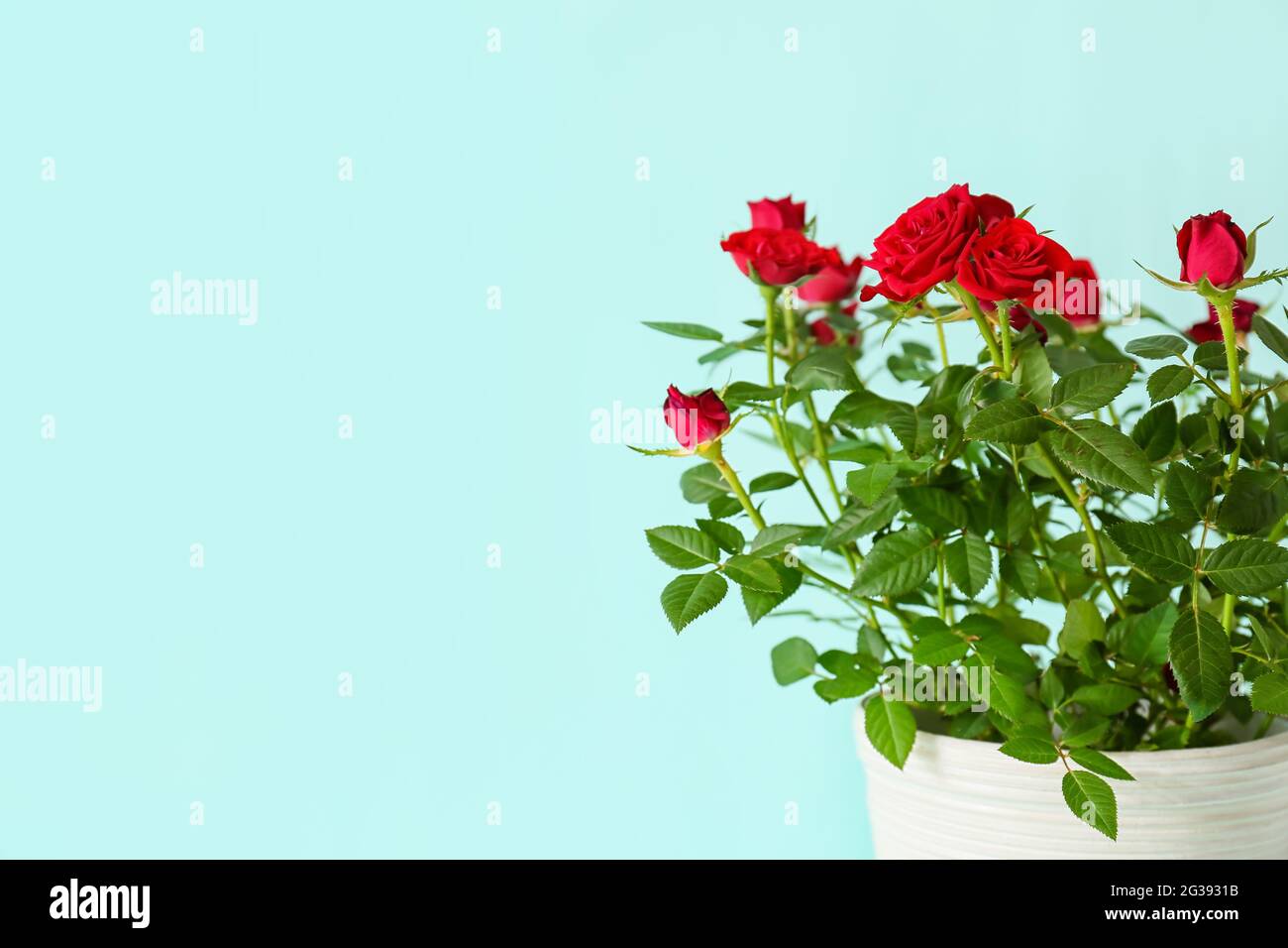 Beautiful red roses in pot on color background Stock Photo - Alamy