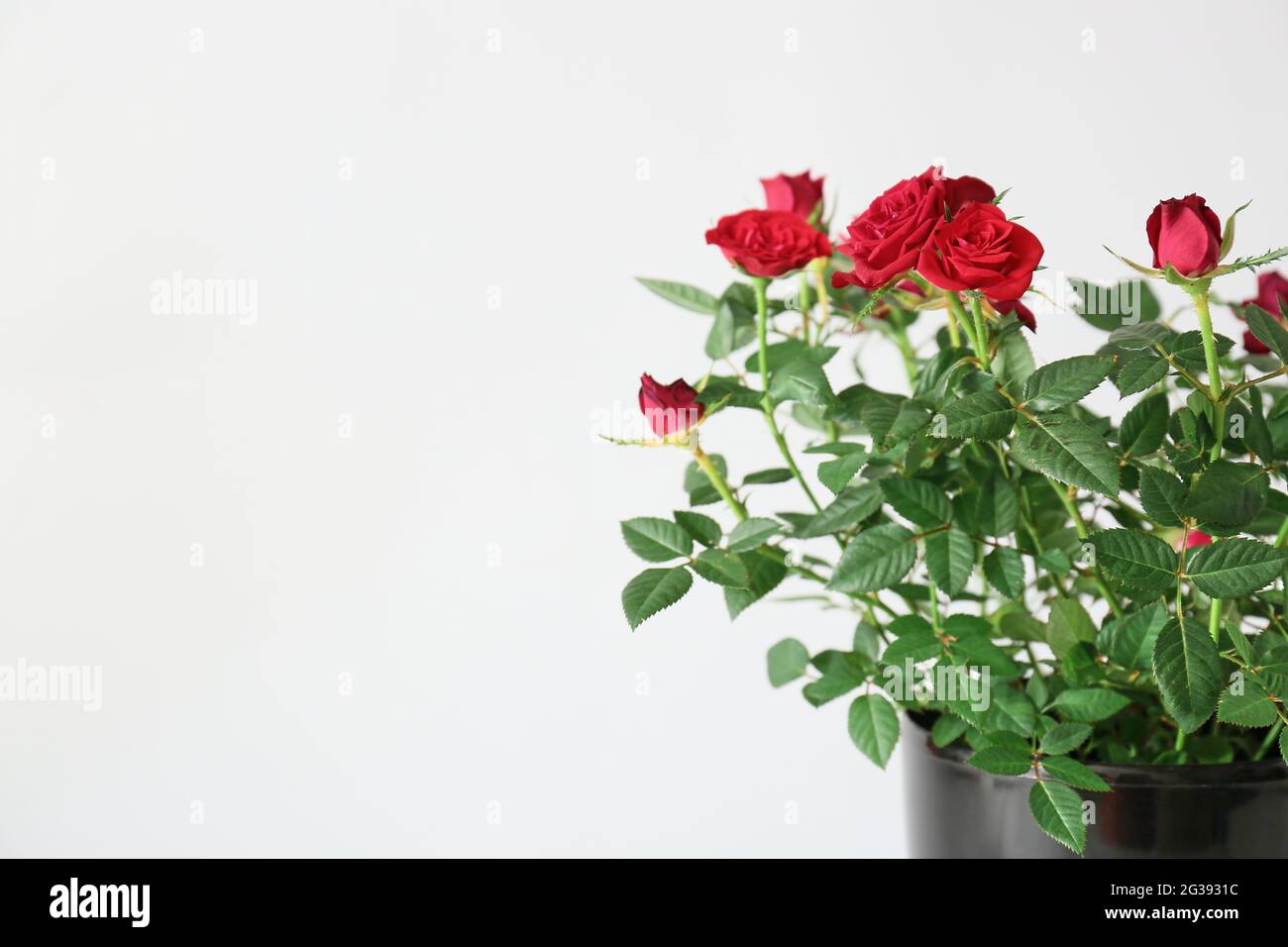 Beautiful red roses in pot on white background Stock Photo - Alamy