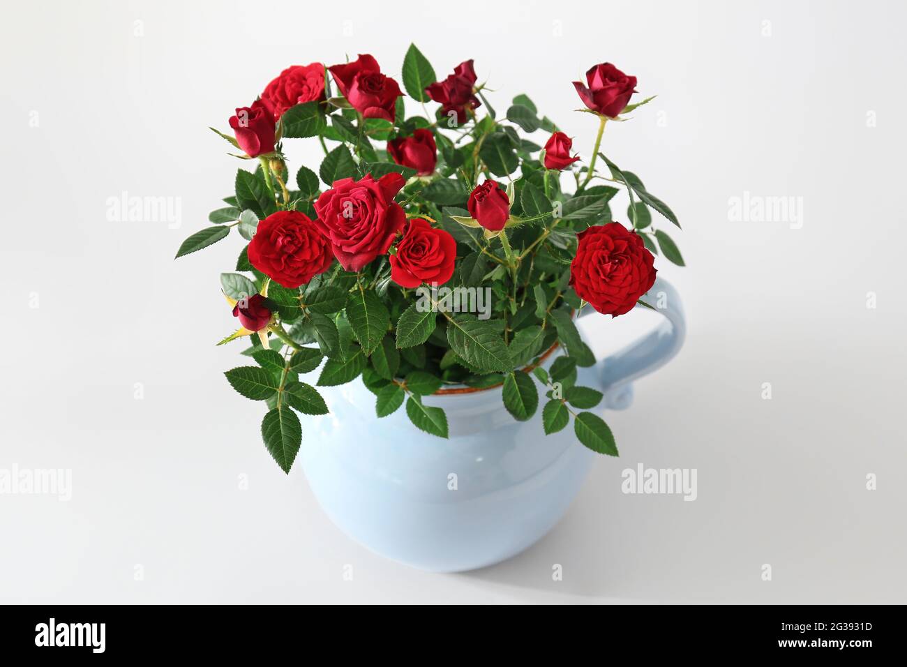 Beautiful red roses in pot on white background Stock Photo - Alamy