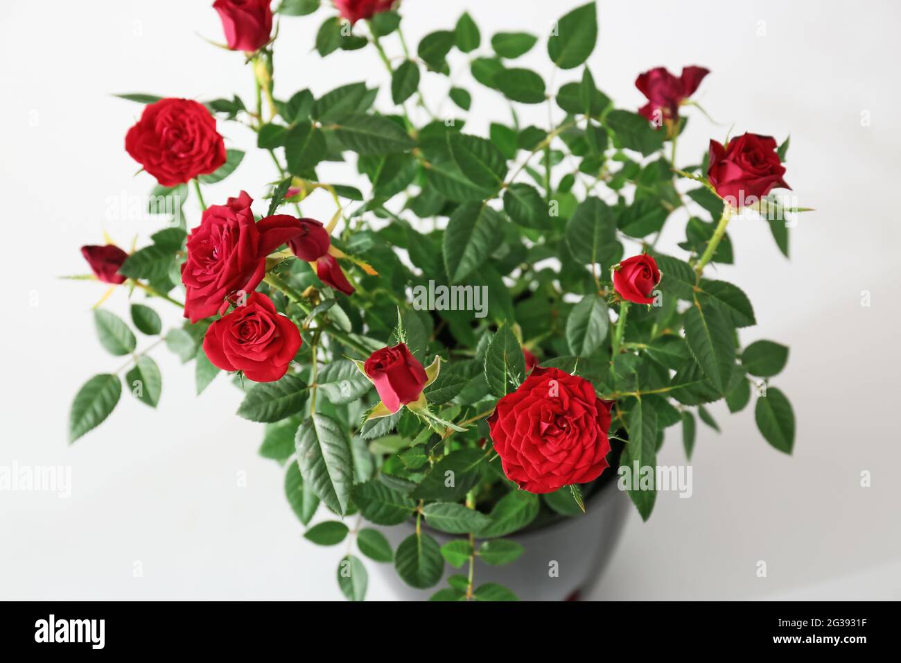 Beautiful red roses in pot on white background, closeup Stock Photo - Alamy