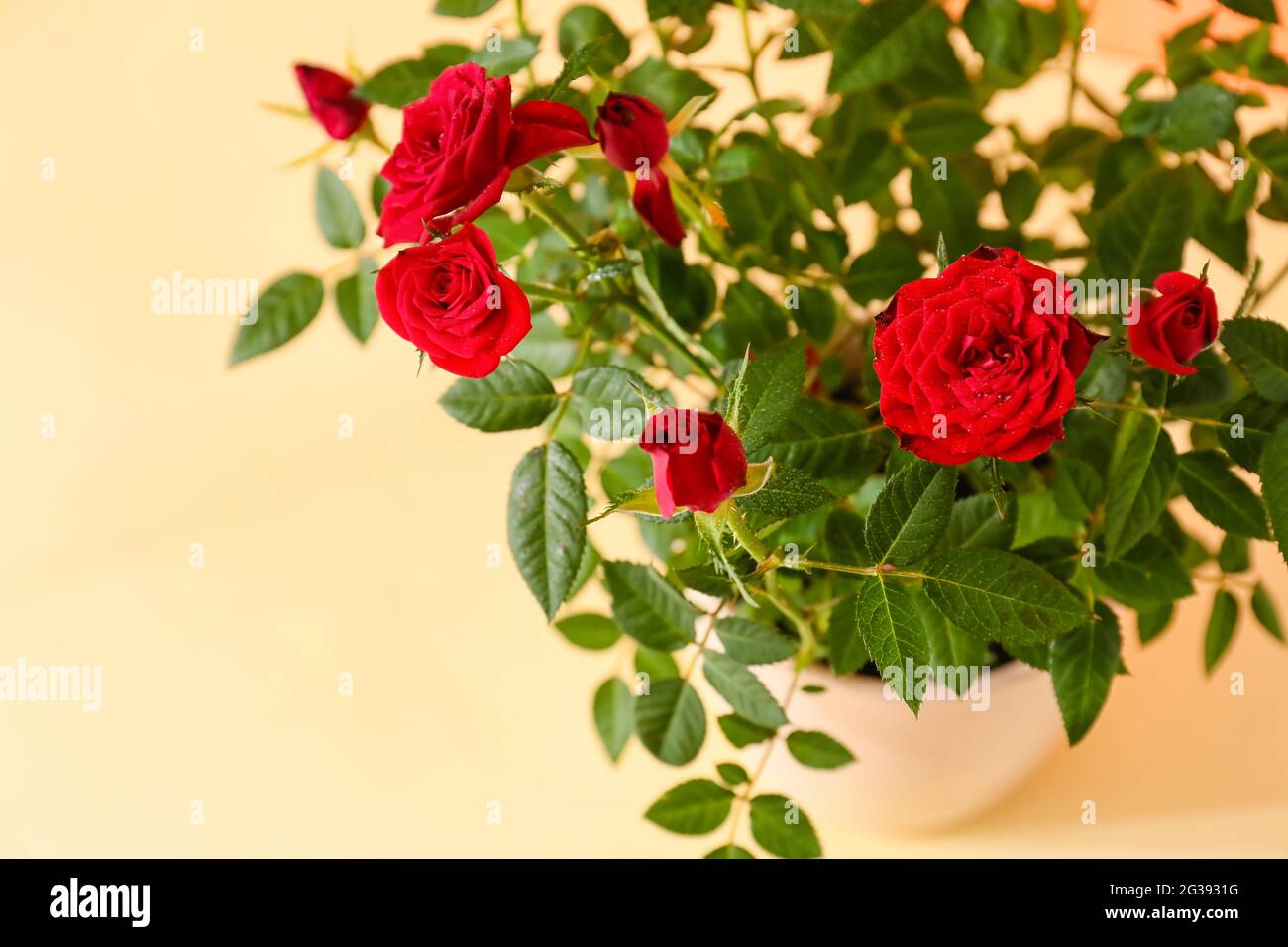 Beautiful red roses in pot on color background, closeup Stock Photo - Alamy