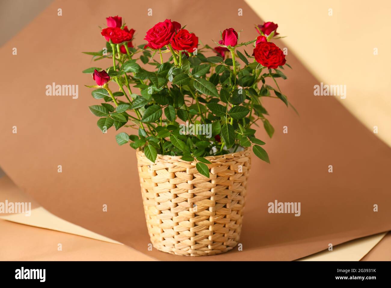 Beautiful red roses in pot on color background Stock Photo - Alamy