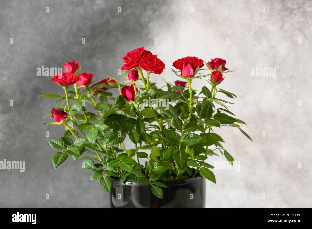 Beautiful red roses in pot on black and white background Stock Photo ...