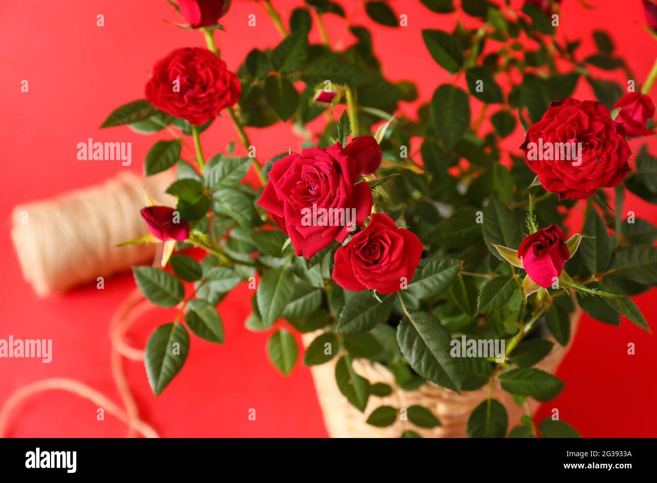 Beautiful red roses in pot on color background Stock Photo - Alamy