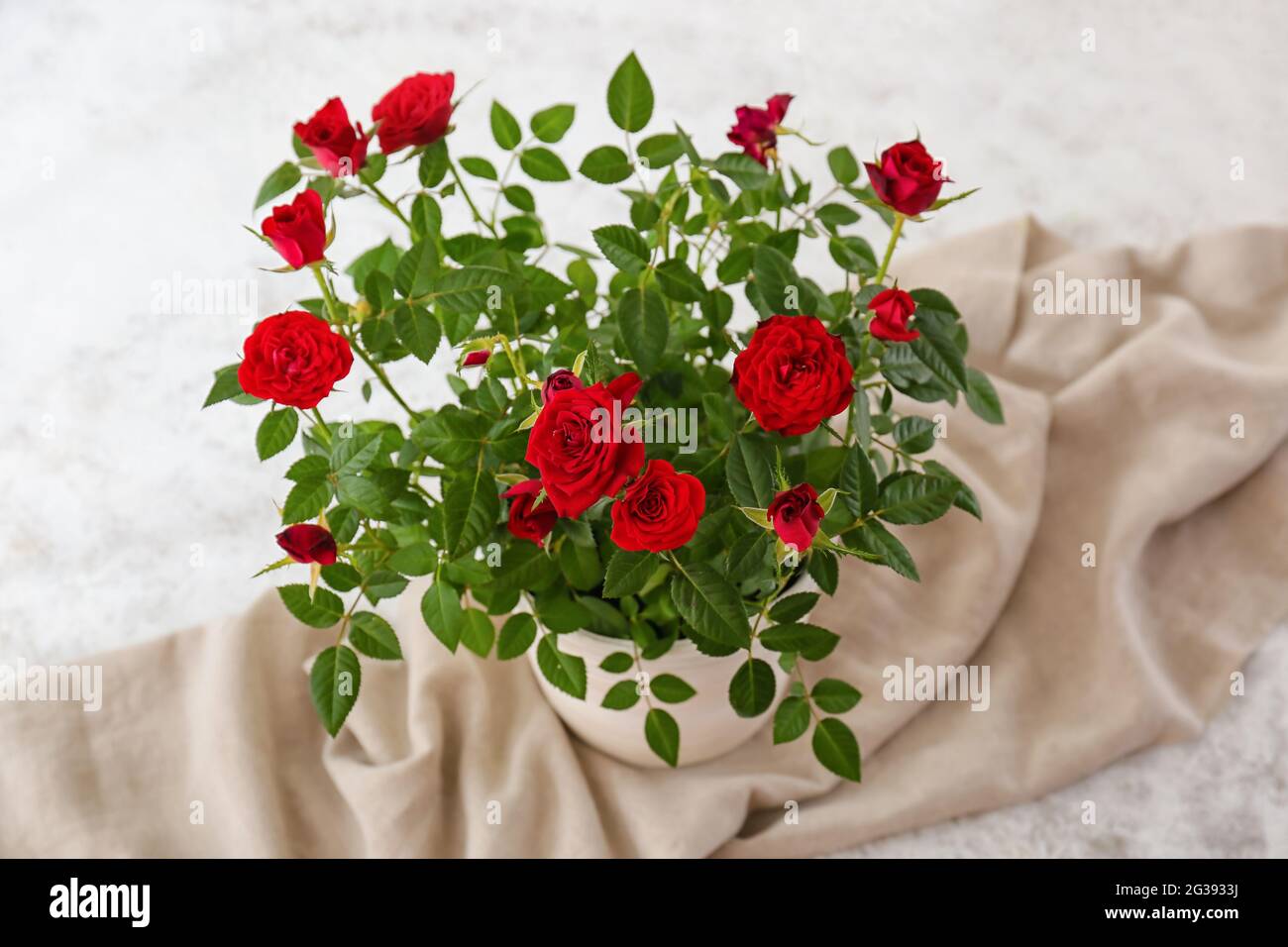 Beautiful red roses in pot on light background Stock Photo - Alamy
