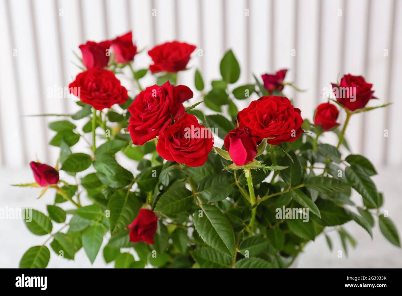 Beautiful red roses in pot on light background, closeup Stock Photo - Alamy