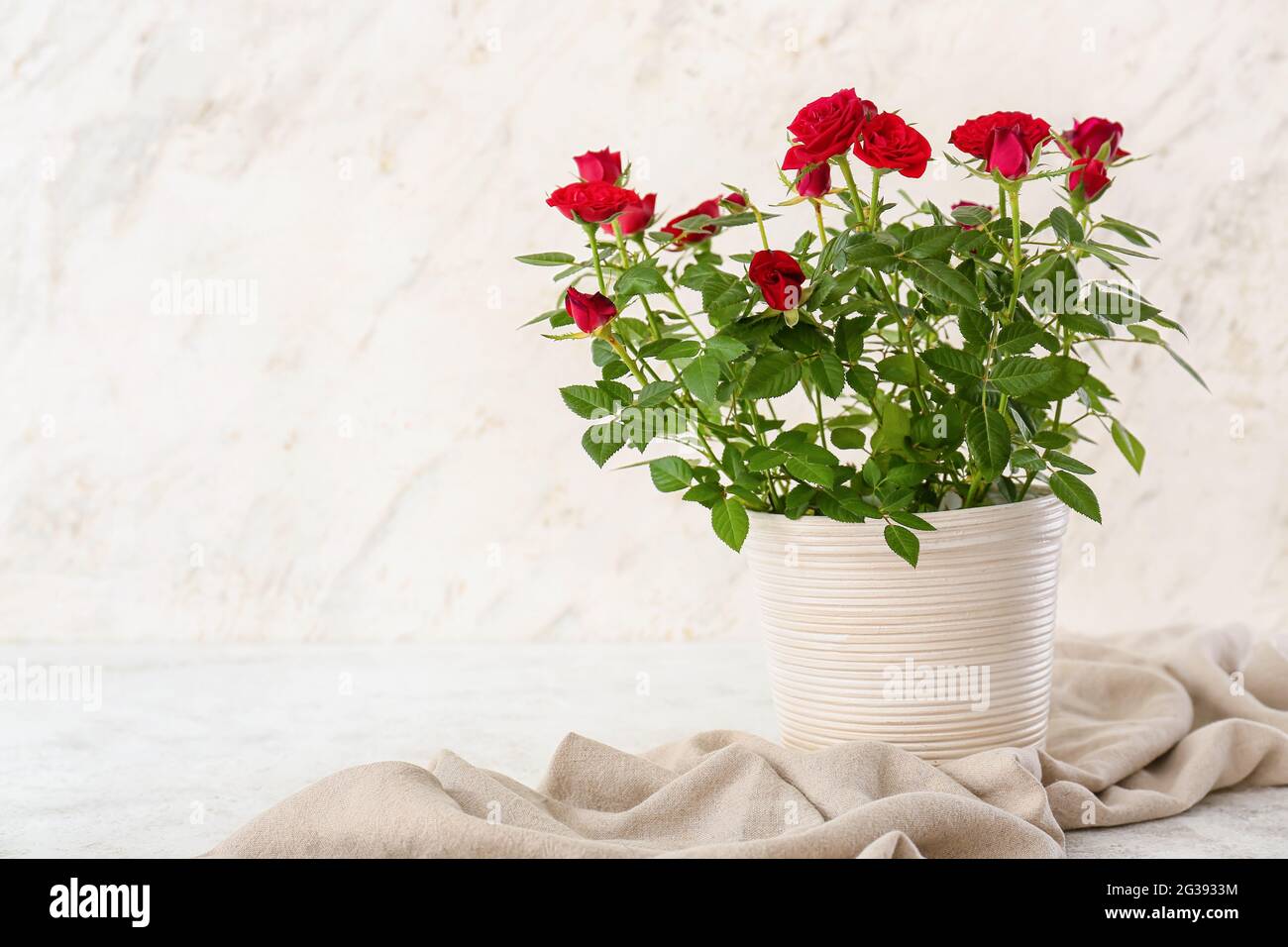 Beautiful red roses in pot on white background Stock Photo - Alamy