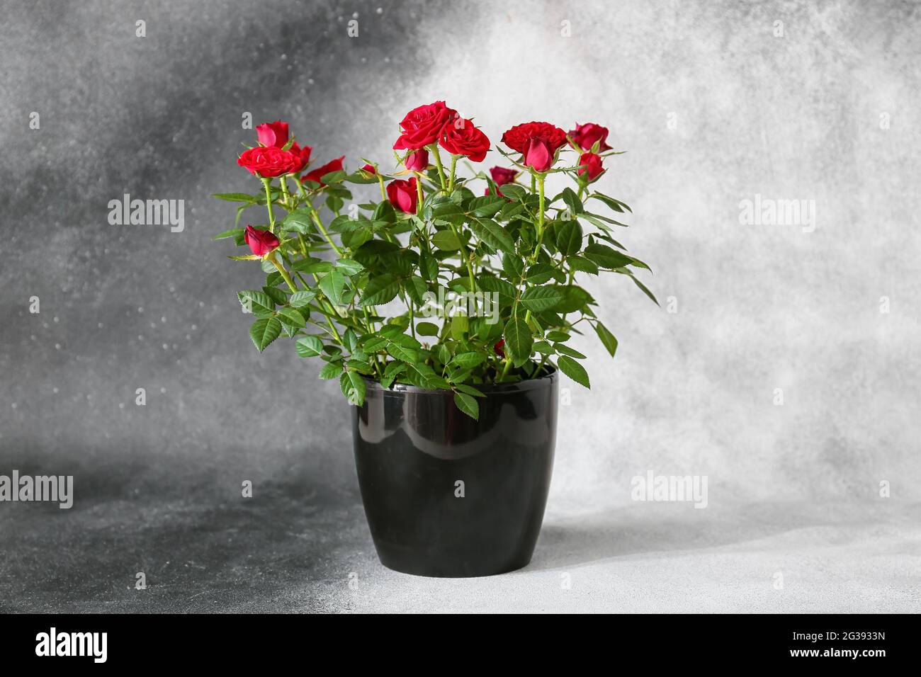 Beautiful red roses in pot on black and white background Stock Photo ...