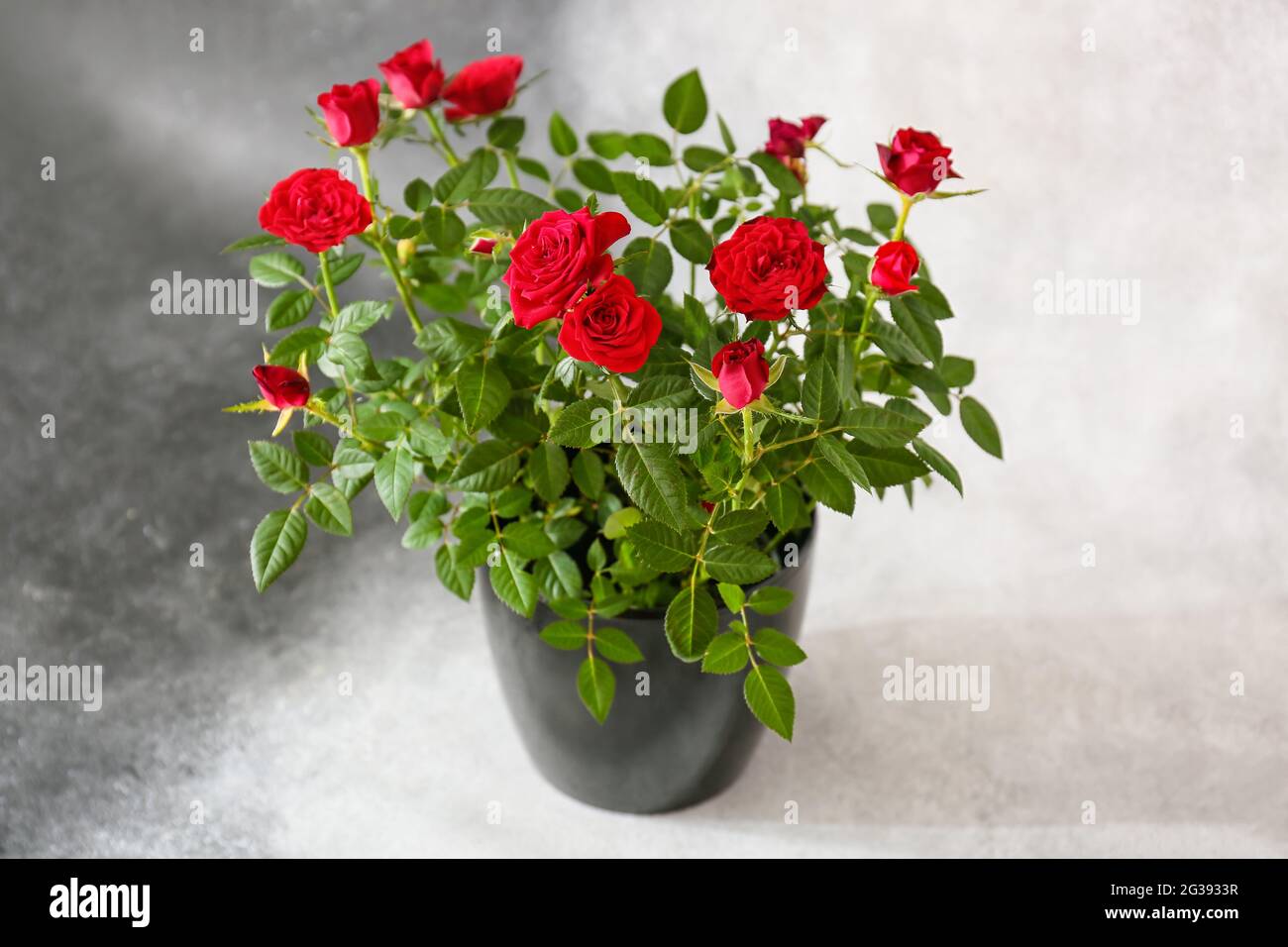 Beautiful red roses in pot on black and white background Stock Photo ...