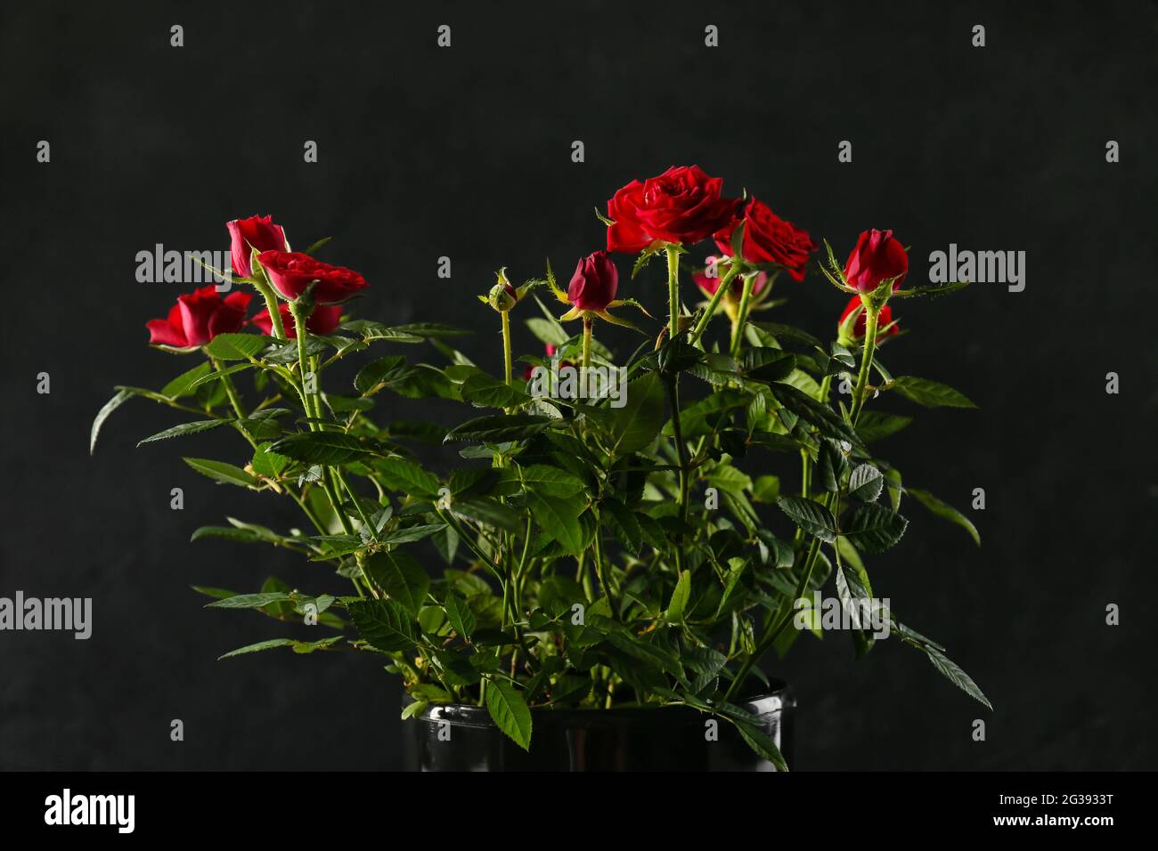 Beautiful red roses in pot on dark background Stock Photo - Alamy