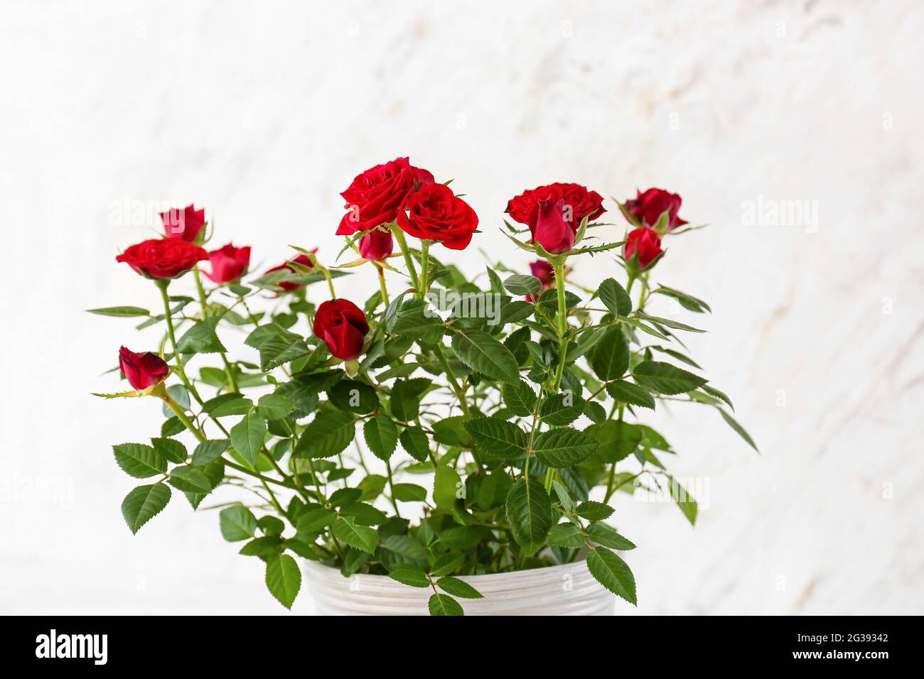 Beautiful red roses in pot on white background Stock Photo - Alamy