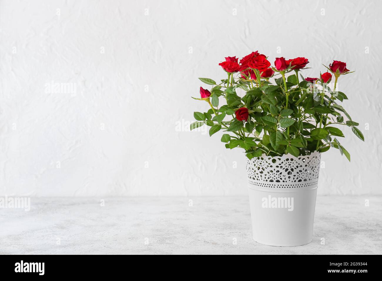 Beautiful red roses in pot on white background Stock Photo - Alamy