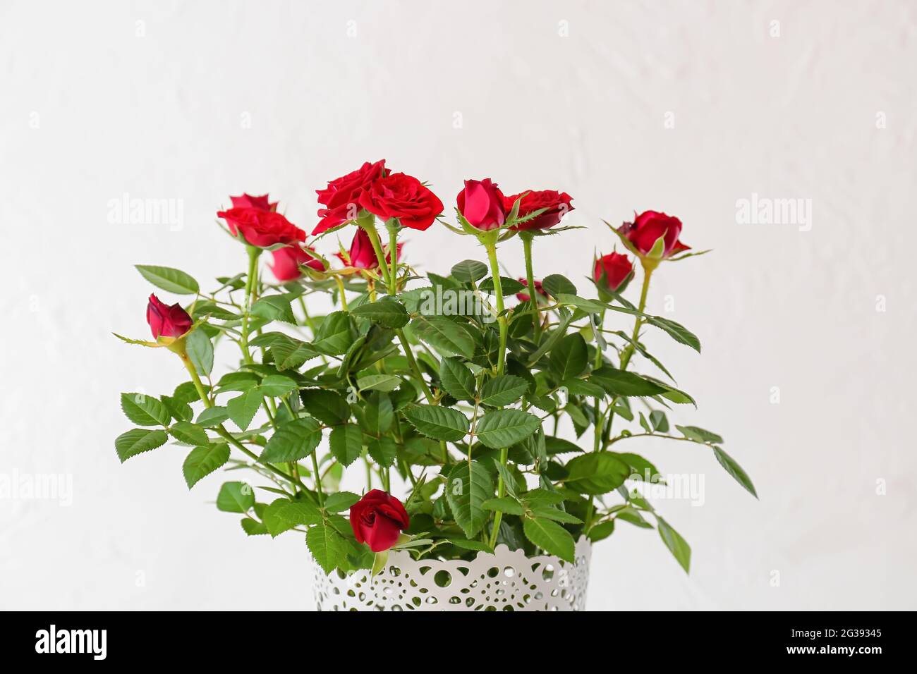 Beautiful red roses in pot on white background Stock Photo - Alamy