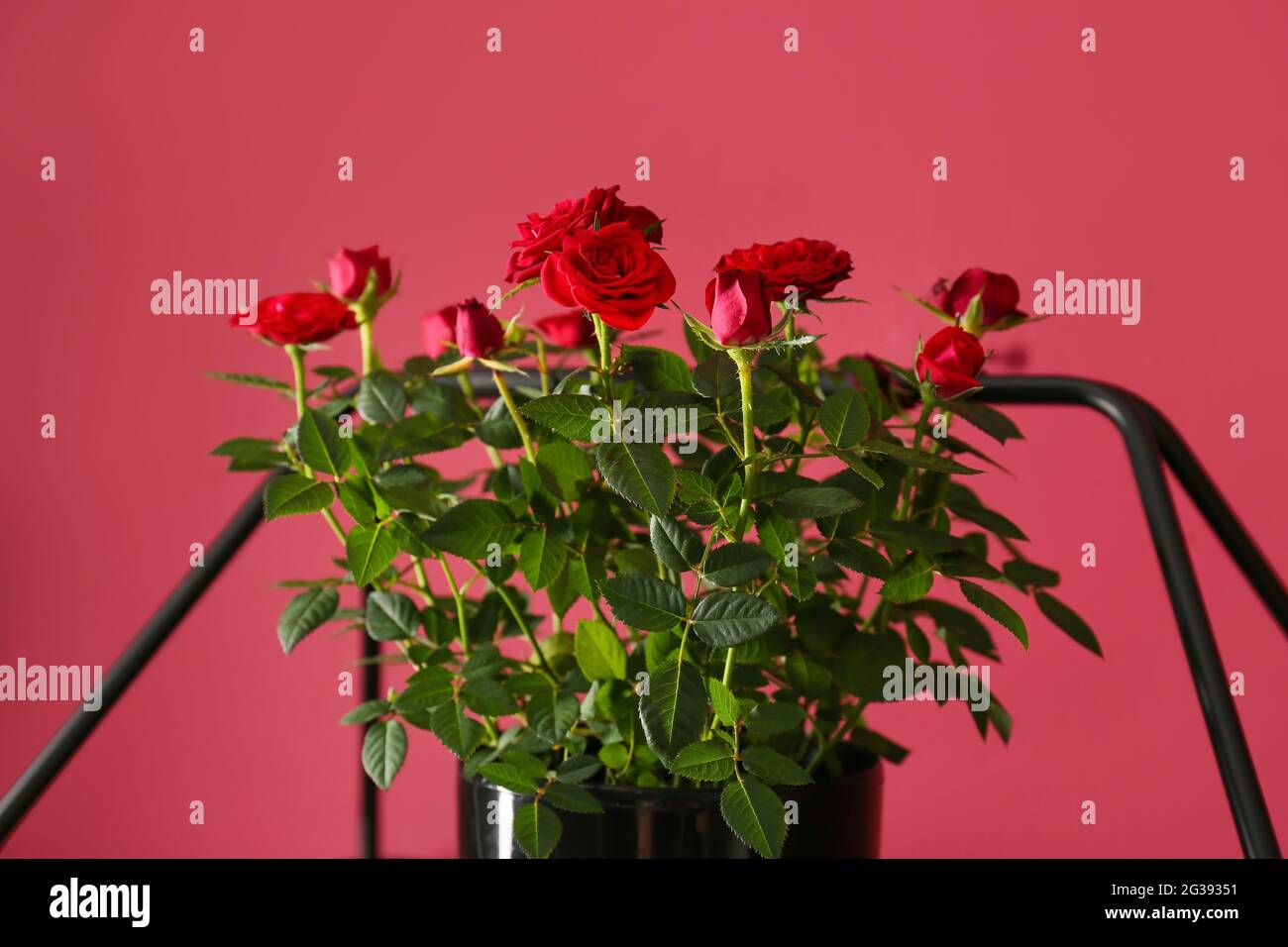 Beautiful red roses in pot on shelf near color wall Stock Photo - Alamy