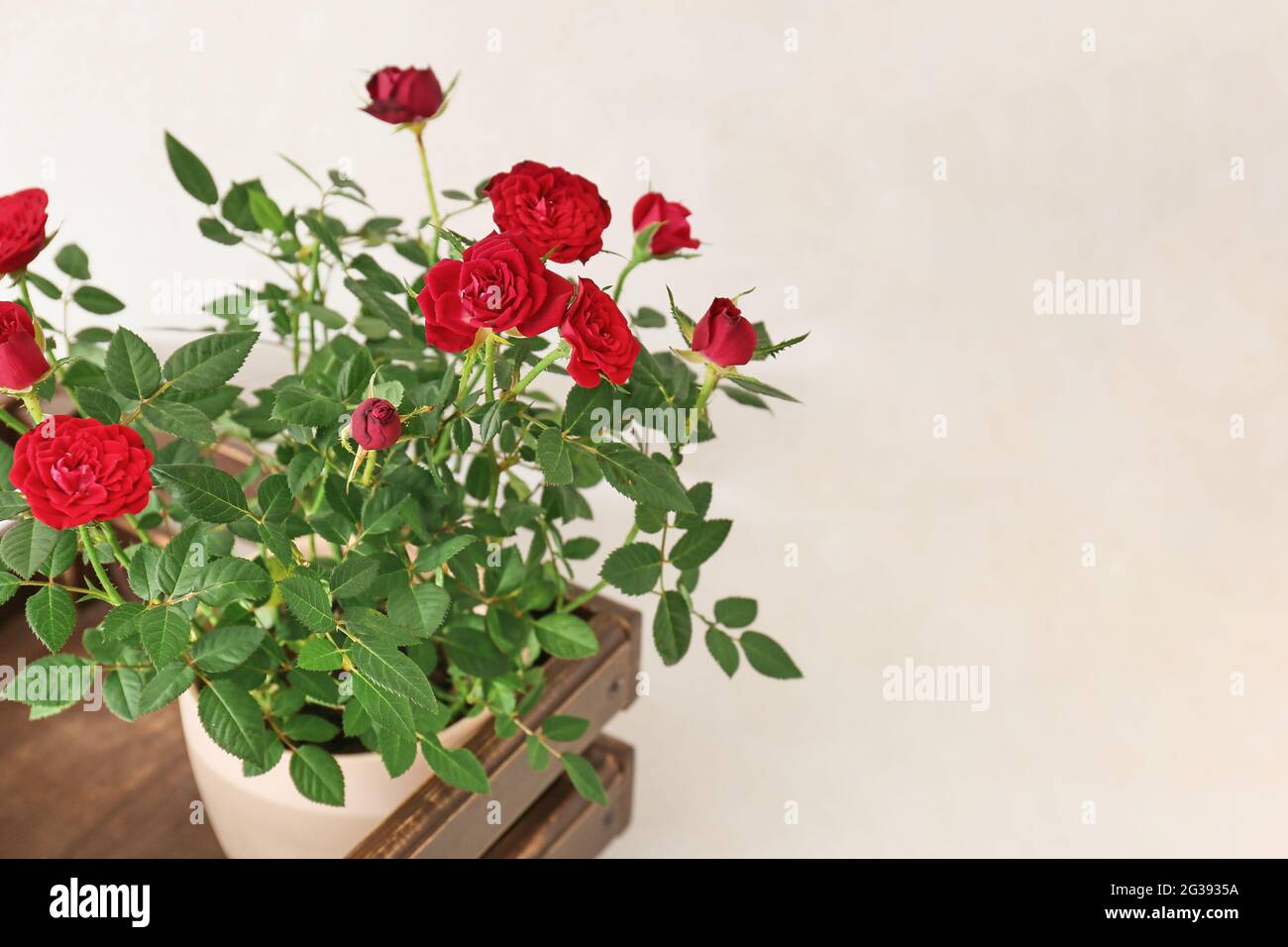 Beautiful red roses in pot on light background Stock Photo - Alamy