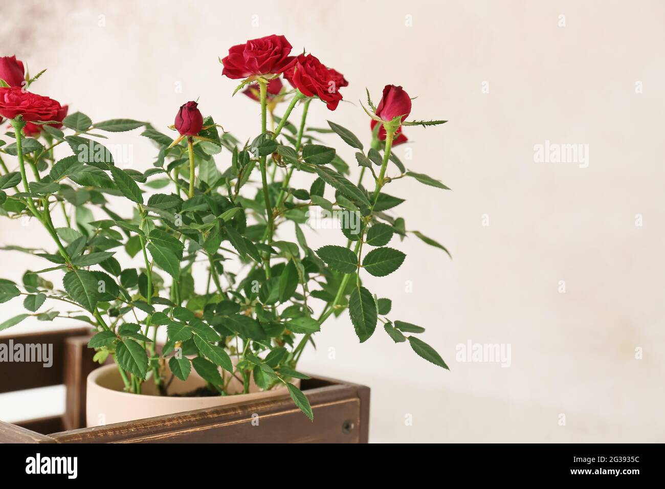 Beautiful red roses in pot on light background Stock Photo - Alamy