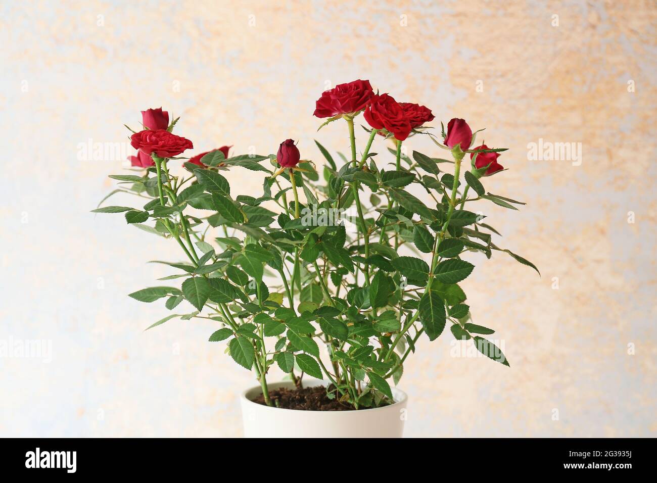 Beautiful red roses in pot on light background Stock Photo - Alamy