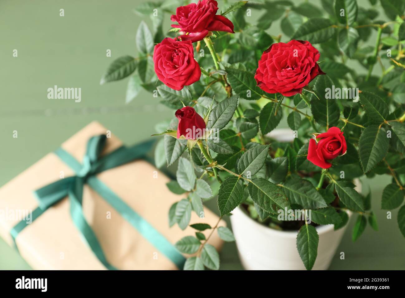 Beautiful red roses in pot and gift box on color background, closeup ...