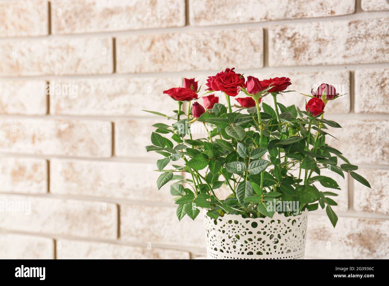Beautiful red roses in pot near brick wall Stock Photo - Alamy