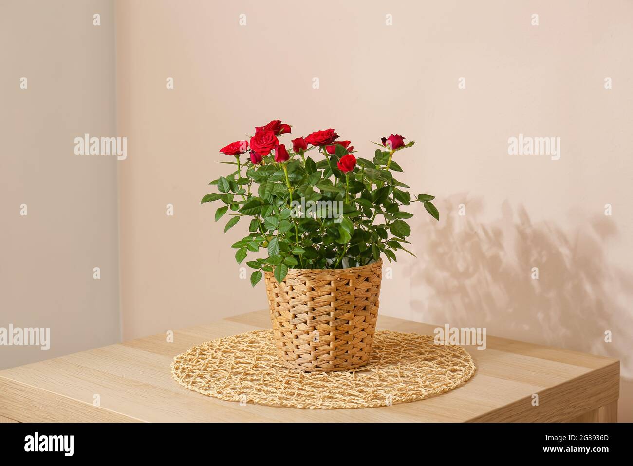 Beautiful red roses in pot on table near color wall Stock Photo - Alamy