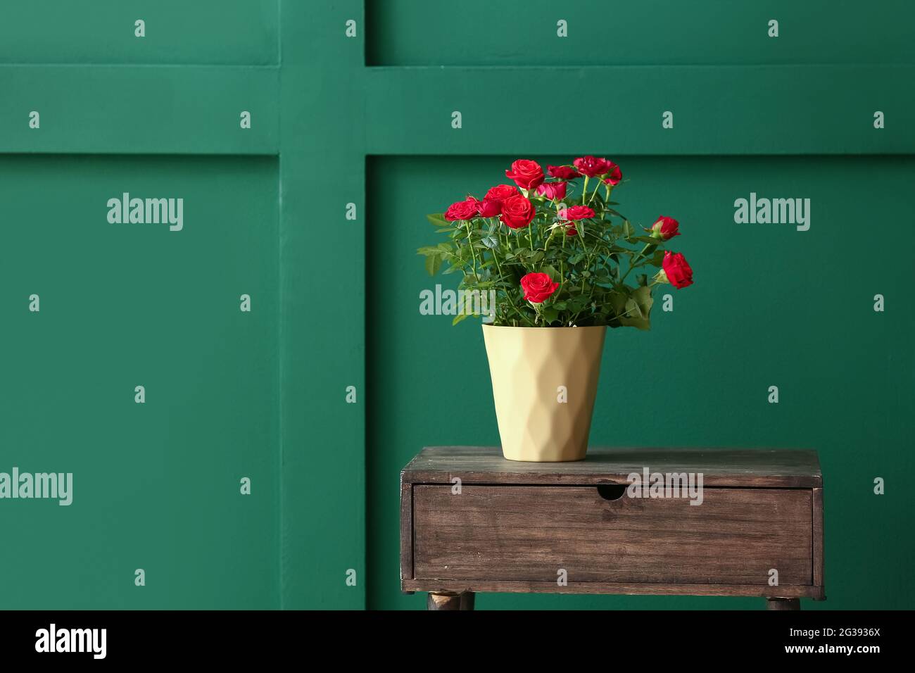 Red roses growing near hi-res stock photography and images - Alamy