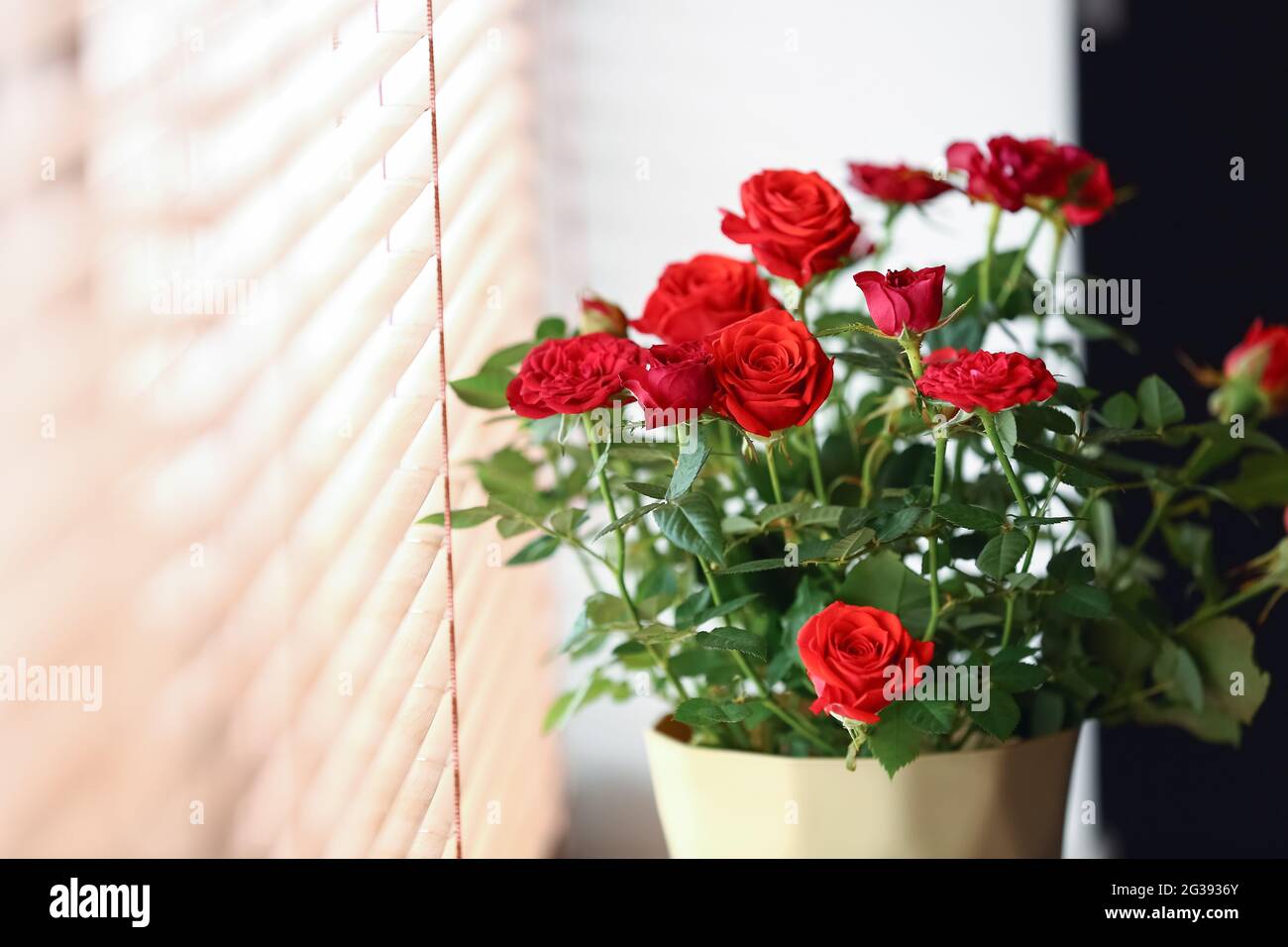 Red roses growing near hi-res stock photography and images - Alamy