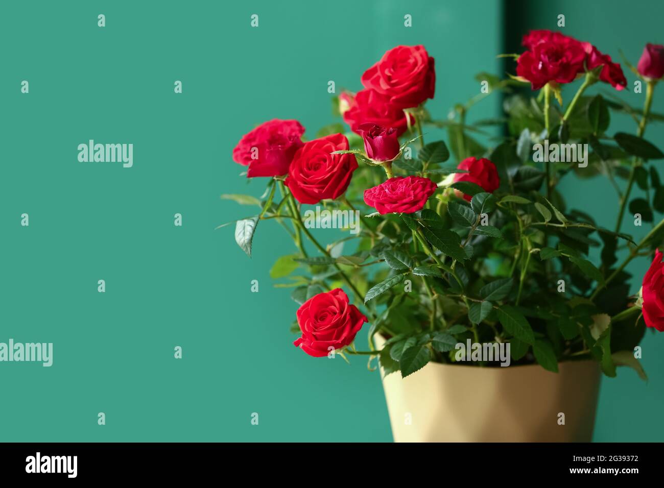 Beautiful red roses in pot on color background, closeup Stock Photo - Alamy