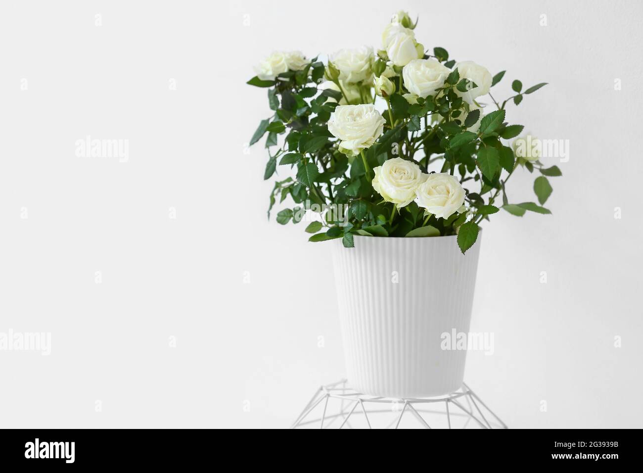 Beautiful roses in pot on light background Stock Photo - Alamy