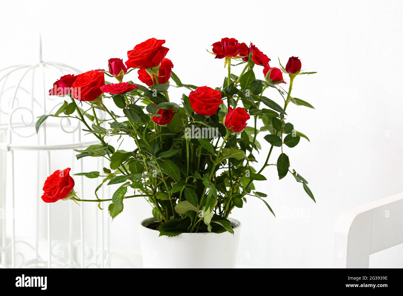 Red roses growing near hi-res stock photography and images - Alamy