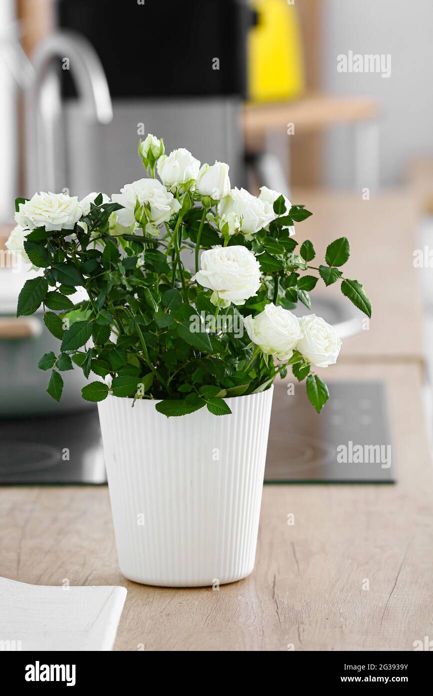 Beautiful white roses in pot on kitchen counter Stock Photo - Alamy