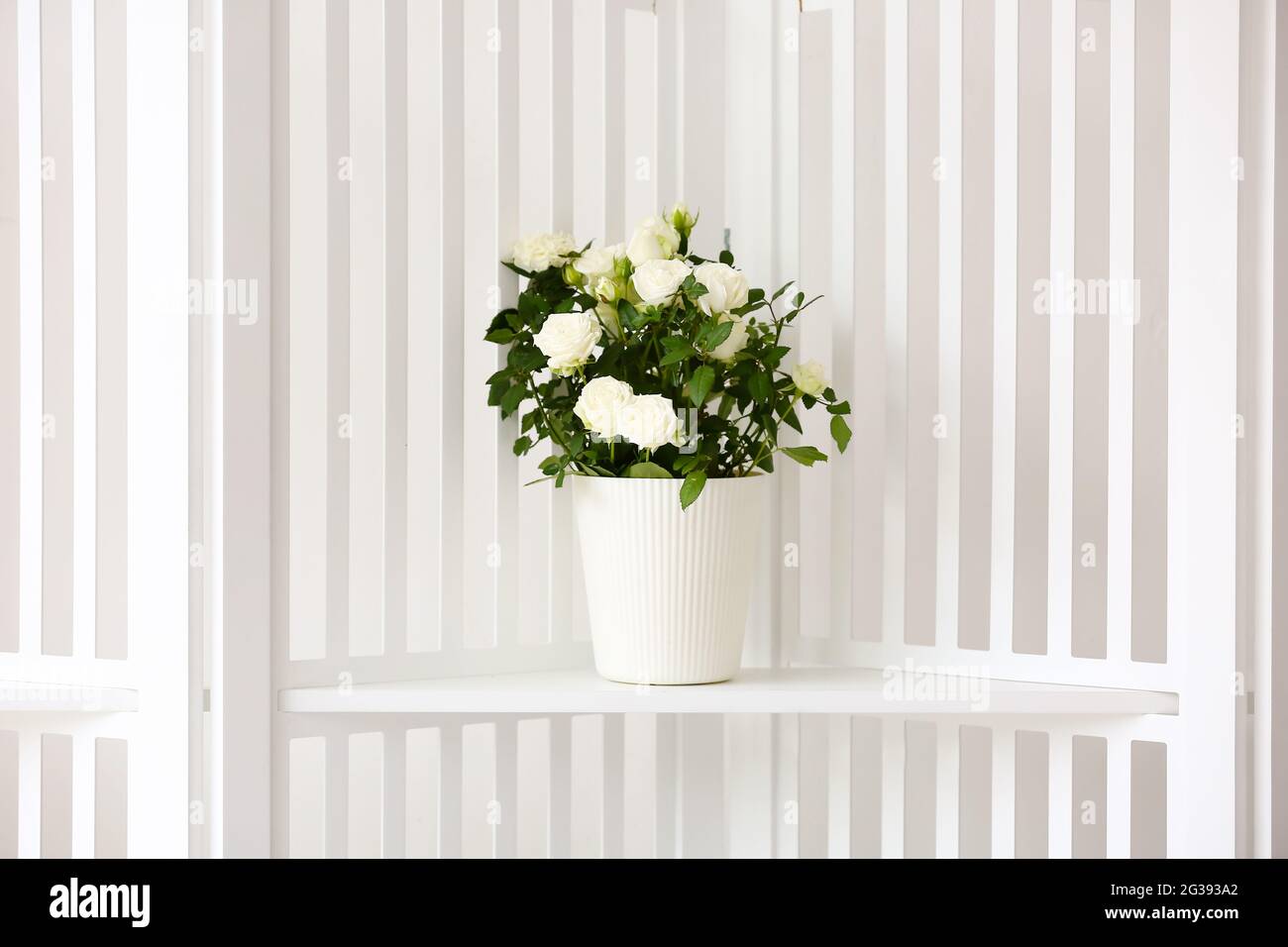 Beautiful white roses in pot on shelf Stock Photo - Alamy