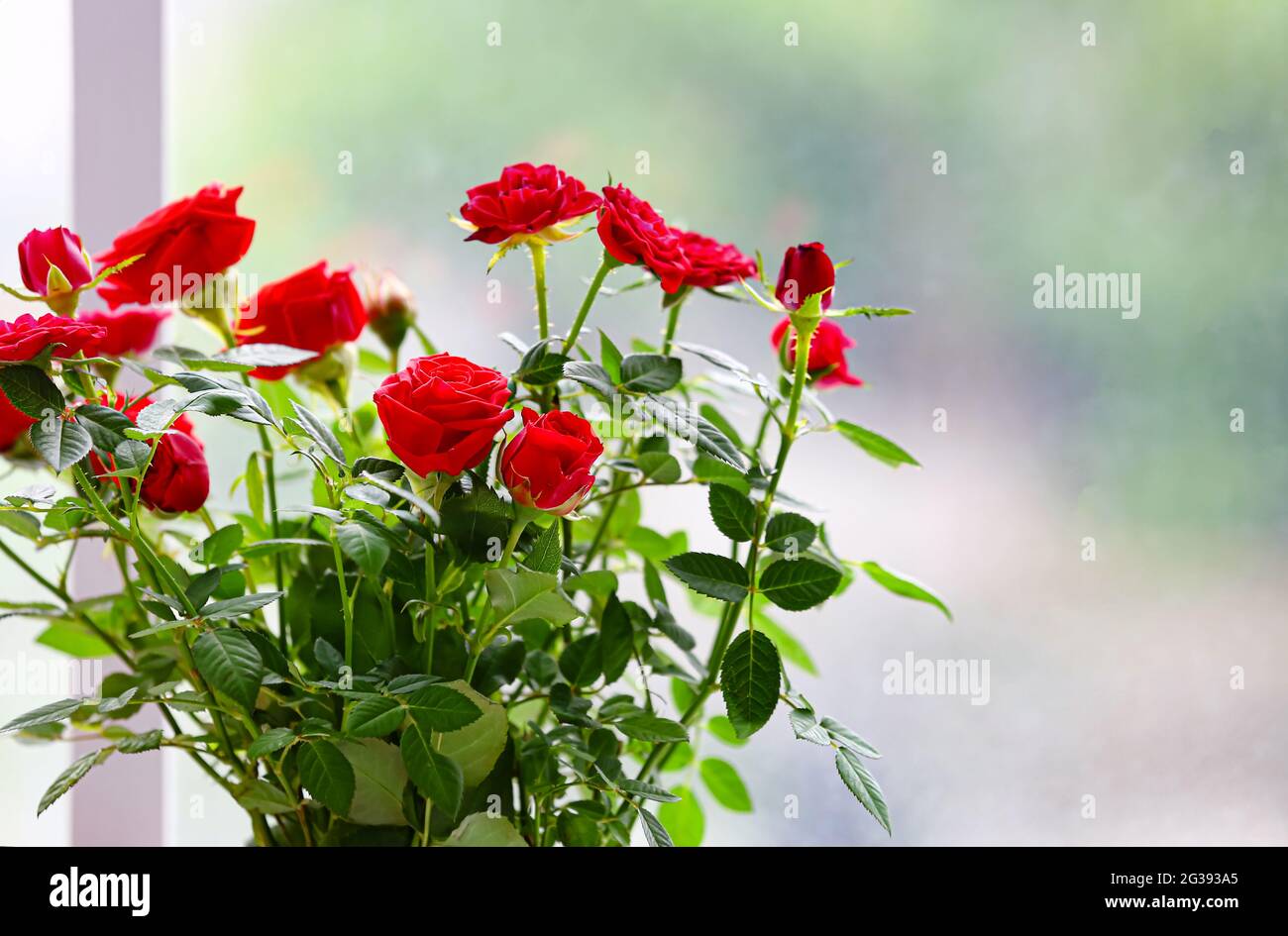 Red roses growing near hi-res stock photography and images - Alamy
