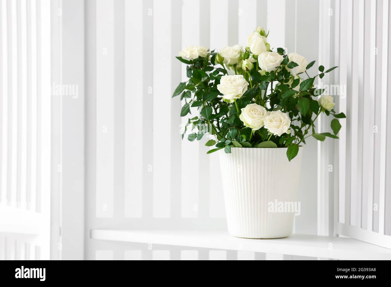 Beautiful white roses in pot on shelf Stock Photo - Alamy