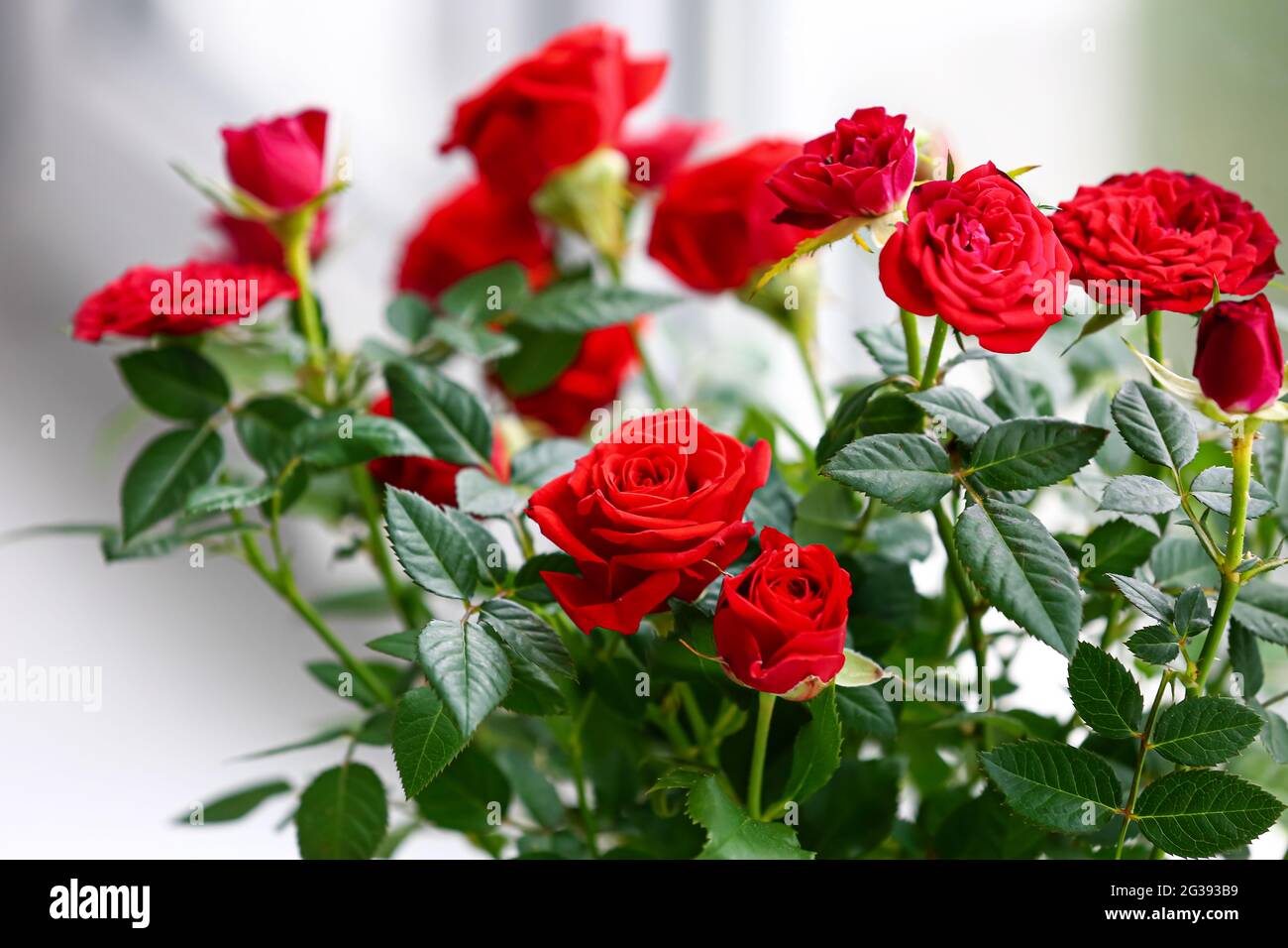 Beautiful red roses near window, closeup Stock Photo - Alamy