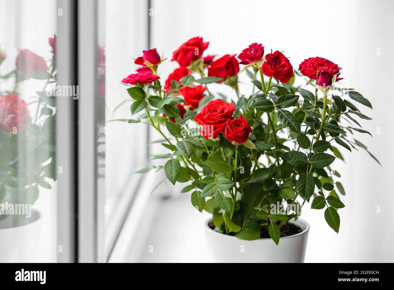 Beautiful red roses in pot on windowsill Stock Photo - Alamy
