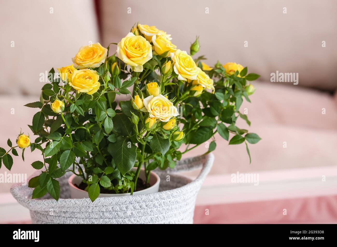 Beautiful yellow roses in pot, closeup Stock Photo - Alamy
