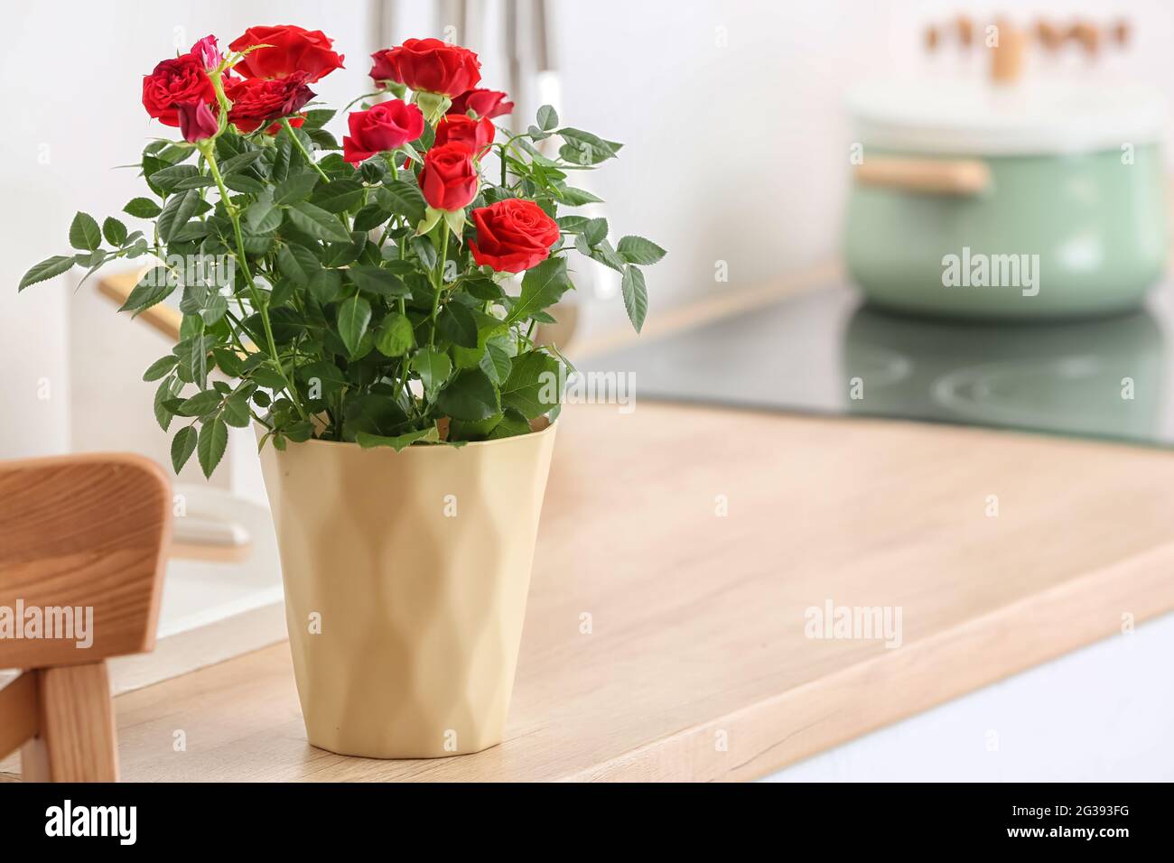 Beautiful red rose in pot on table indoors Stock Photo - Alamy