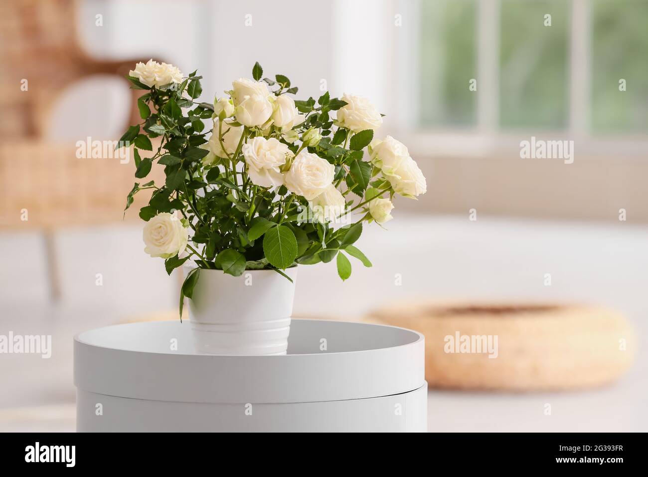 Beautiful white rose in pot on table indoors Stock Photo - Alamy