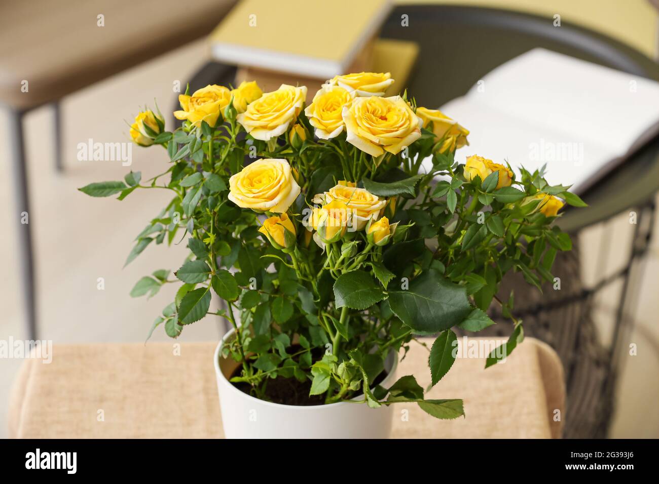 Beautiful yellow rose in pot on table indoors Stock Photo - Alamy