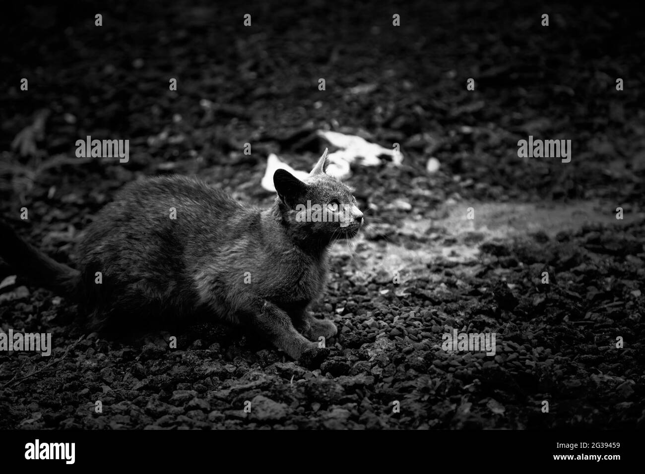 Predator kitten cute ears Black and White Stock Photos & Images - Alamy