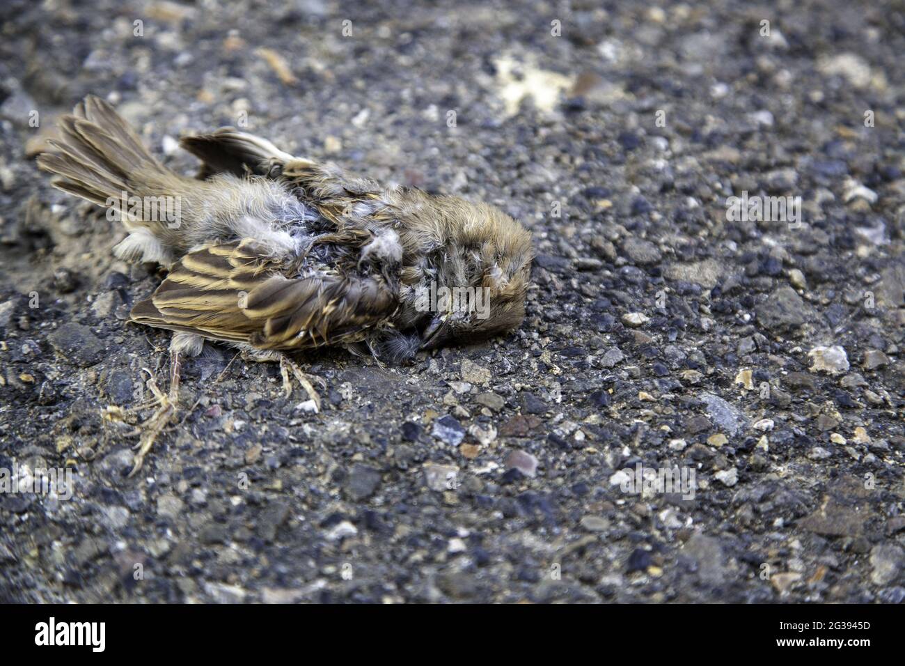 Dead wild birds hi-res stock photography and images - Alamy
