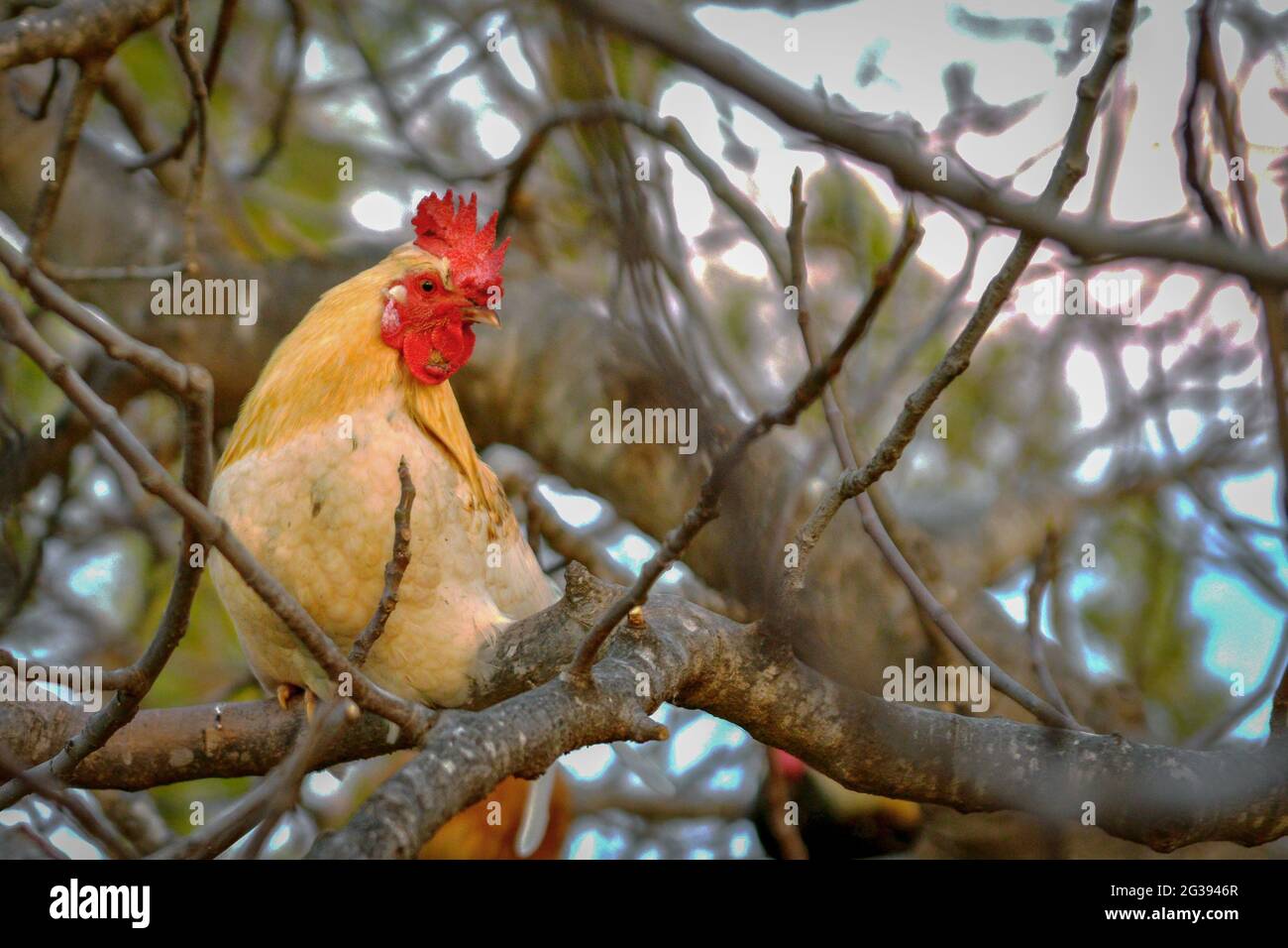 Selective focus shot of a rooster perched on a tree branch Stock Photo ...