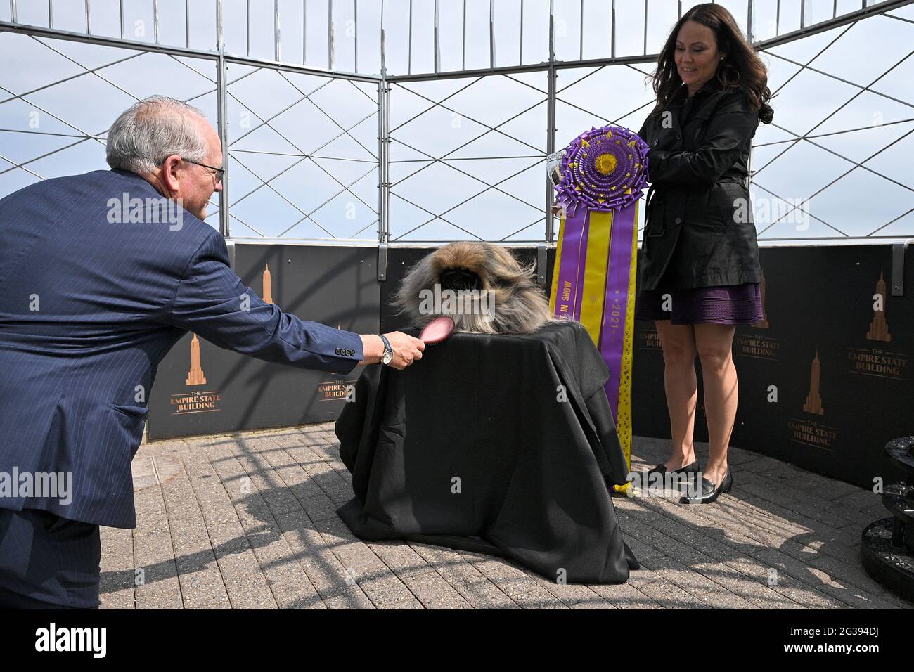 Wasabi, a Pekingese, which won Best in Show at the 145th Westminster ...