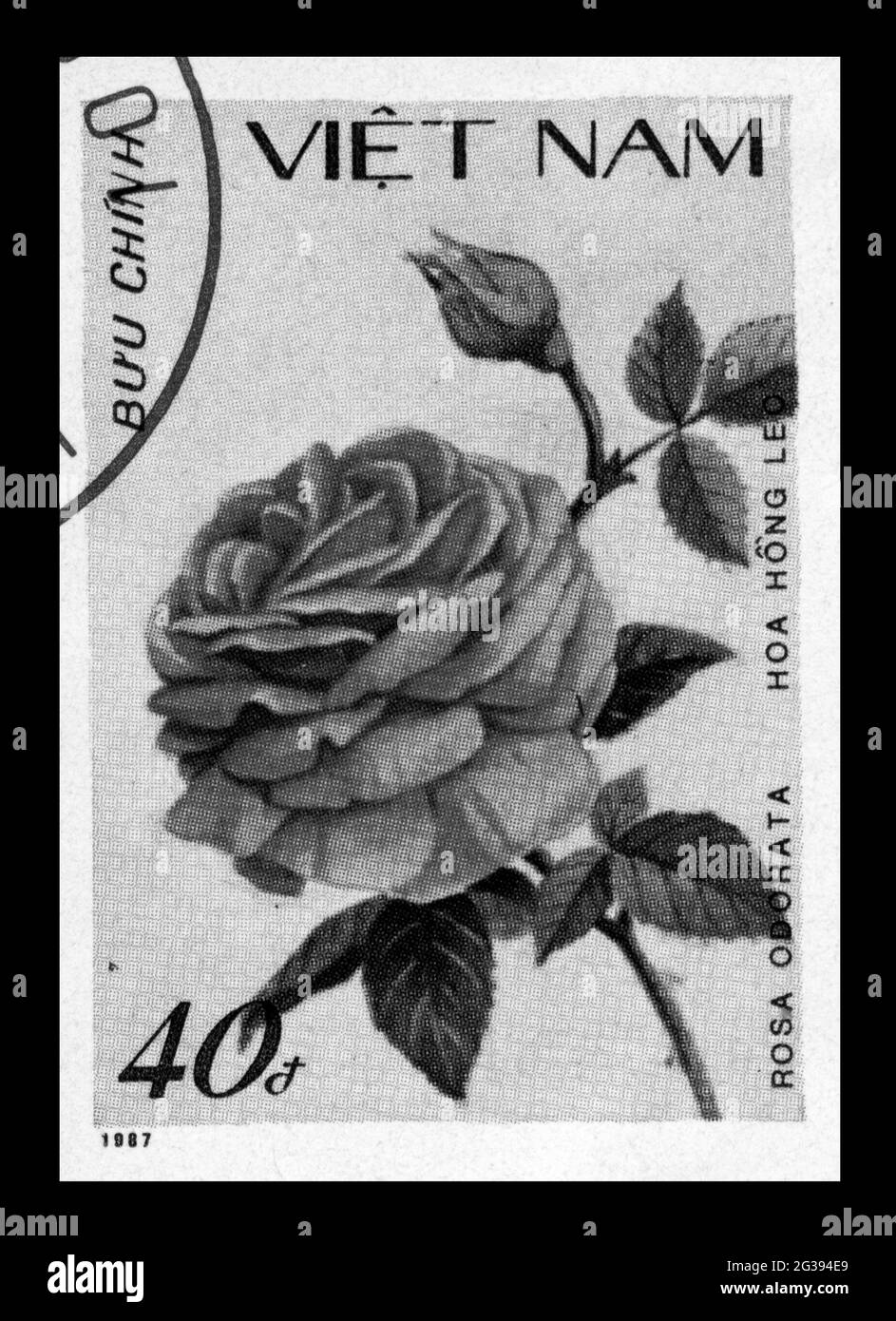 Rose postage stamp vietnam hi-res stock photography and images - Alamy