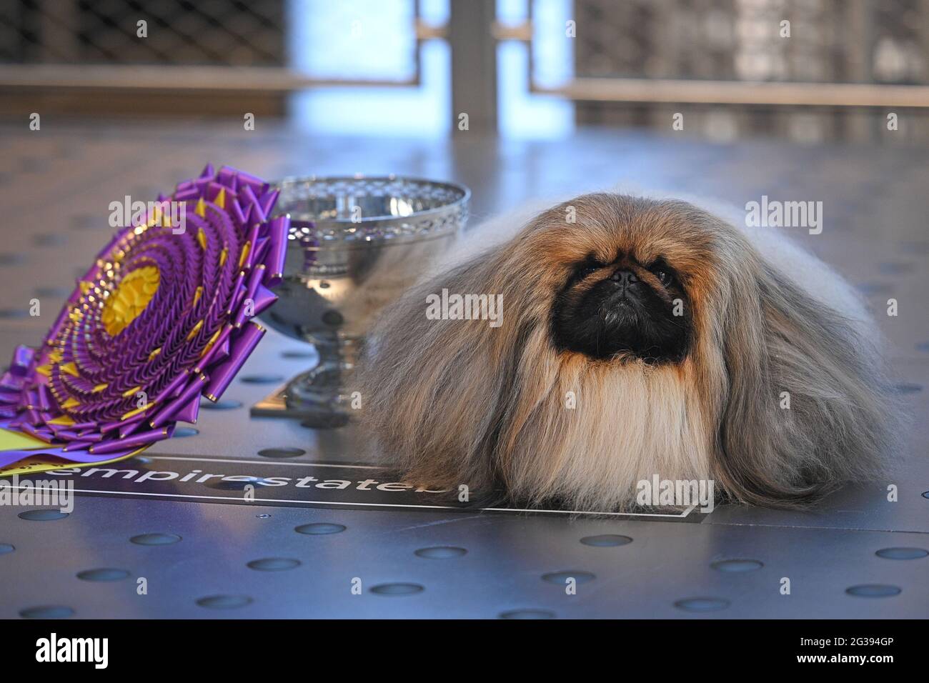 New York, USA. 14th June, 2021. Wasabi, a Pekingese, which won Best in ...