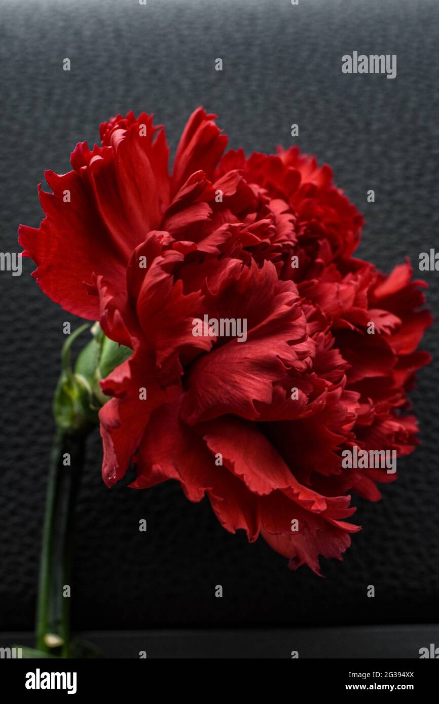 red flower carnation Stock Photo - Alamy