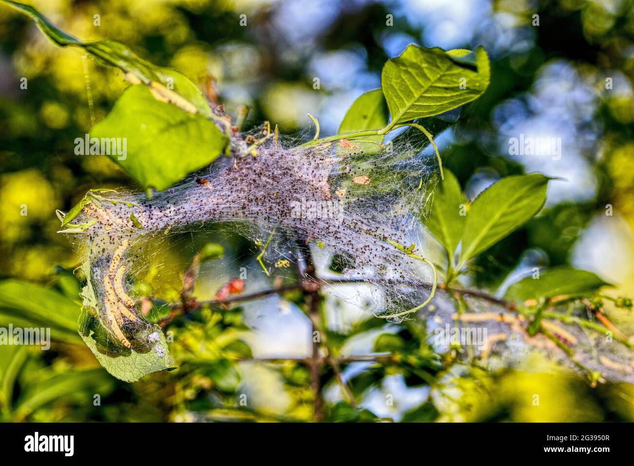 Spider web on leaves plant hi-res stock photography and images - Alamy