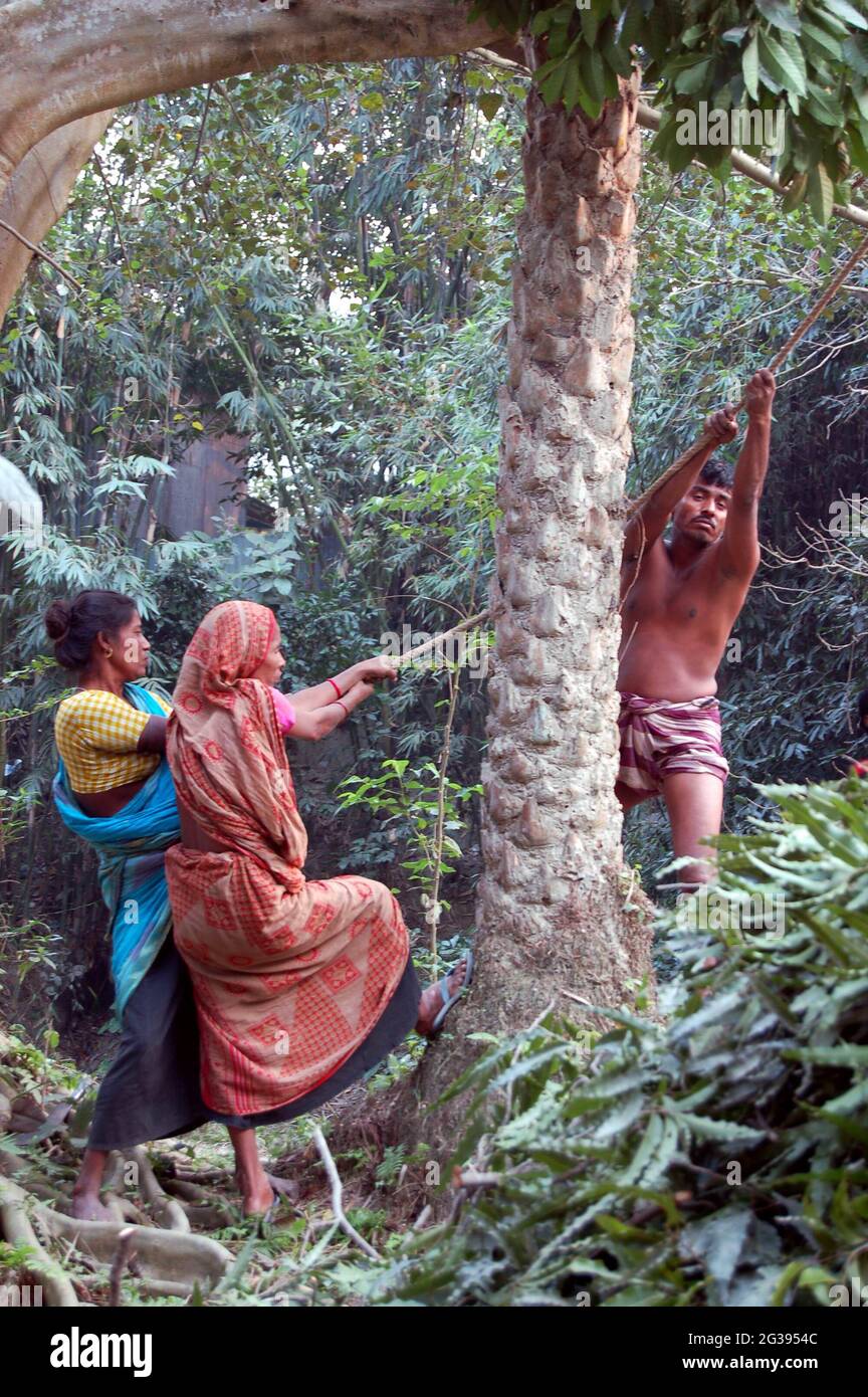 Two women and a man trying to pull down the branch of a tree for ...