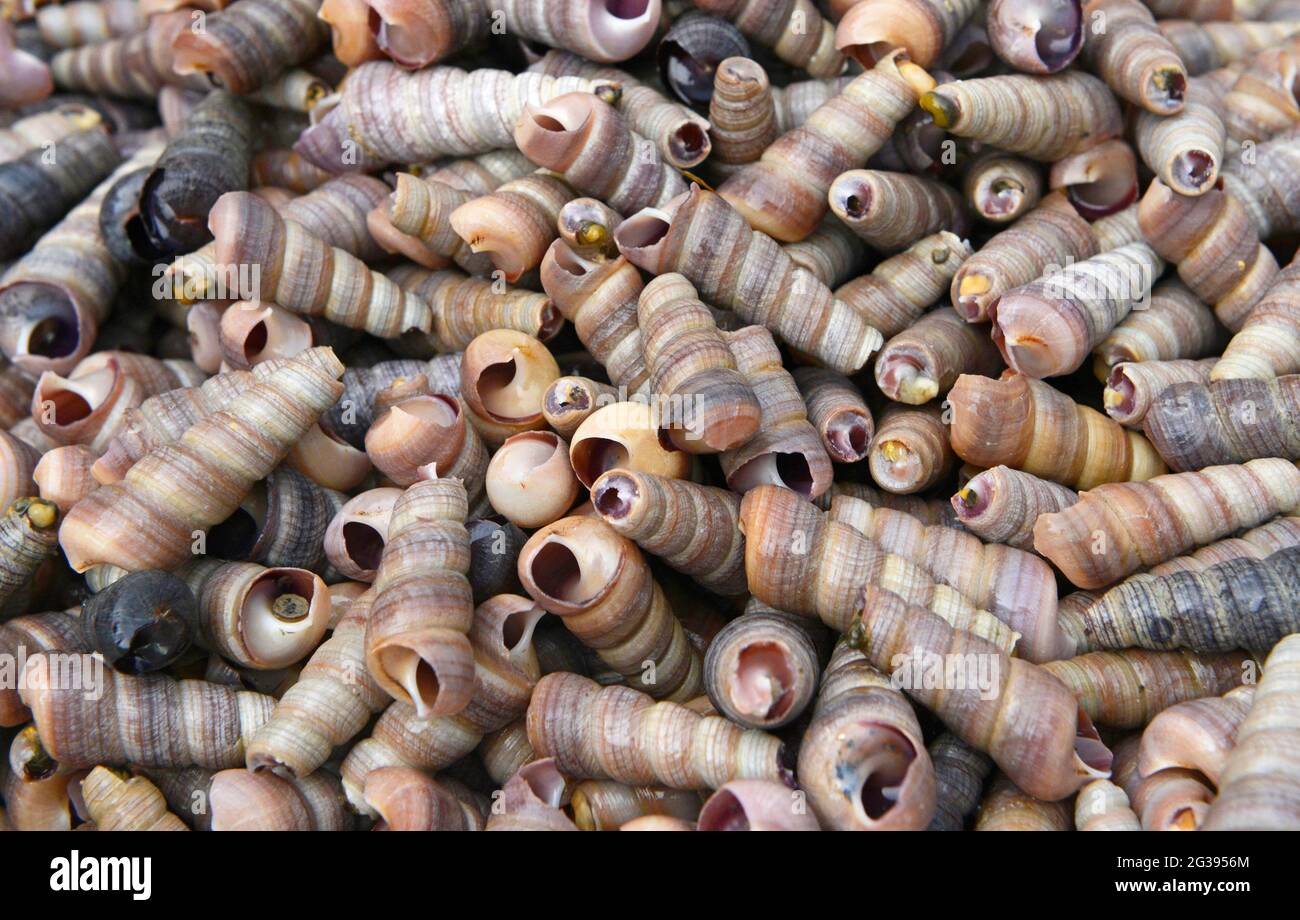 Edible auger shellfish for sale at an open air market in Weihai ...