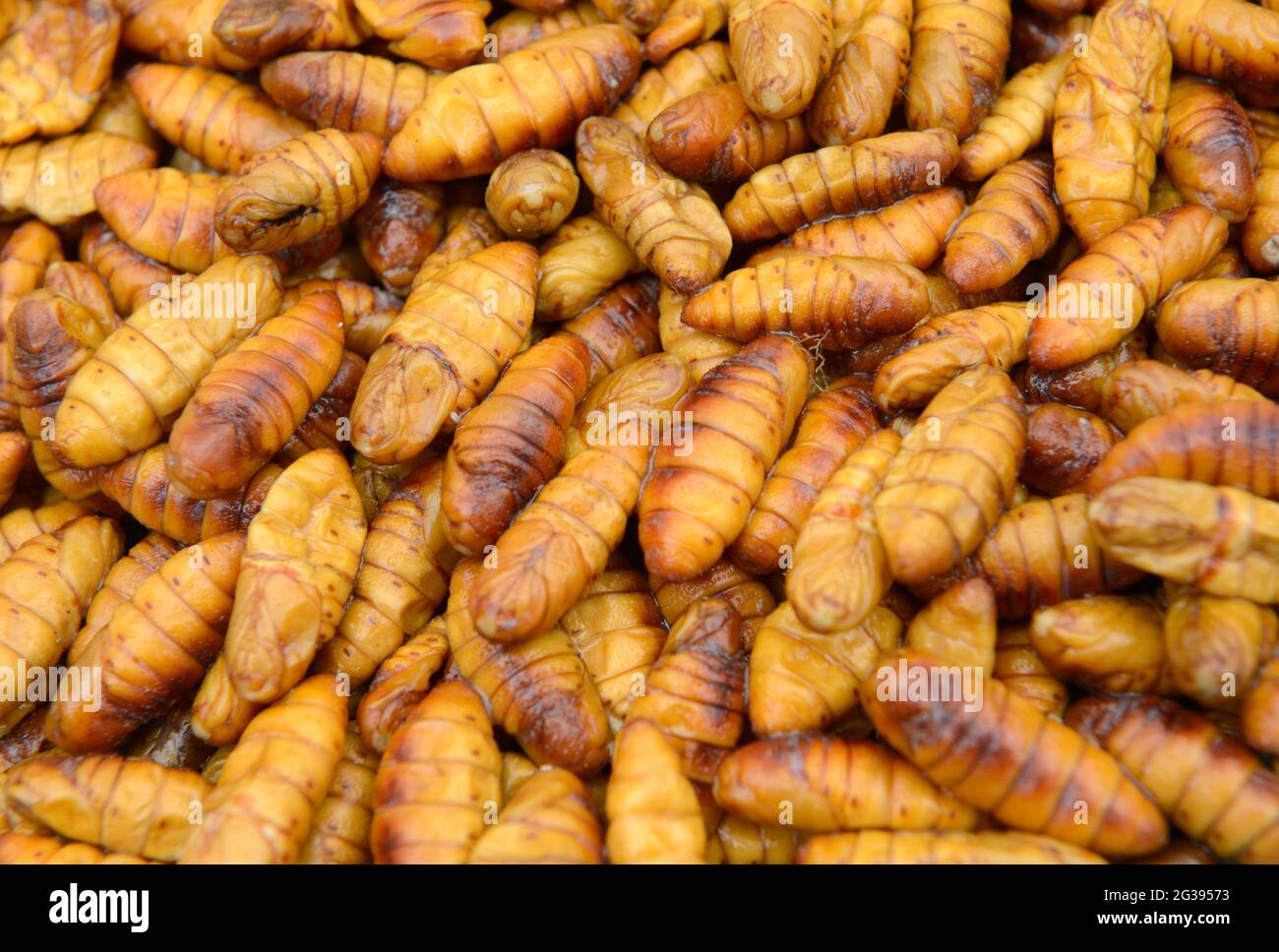 Edible insect pupae for sale at a street market in Yantai, Shandong ...